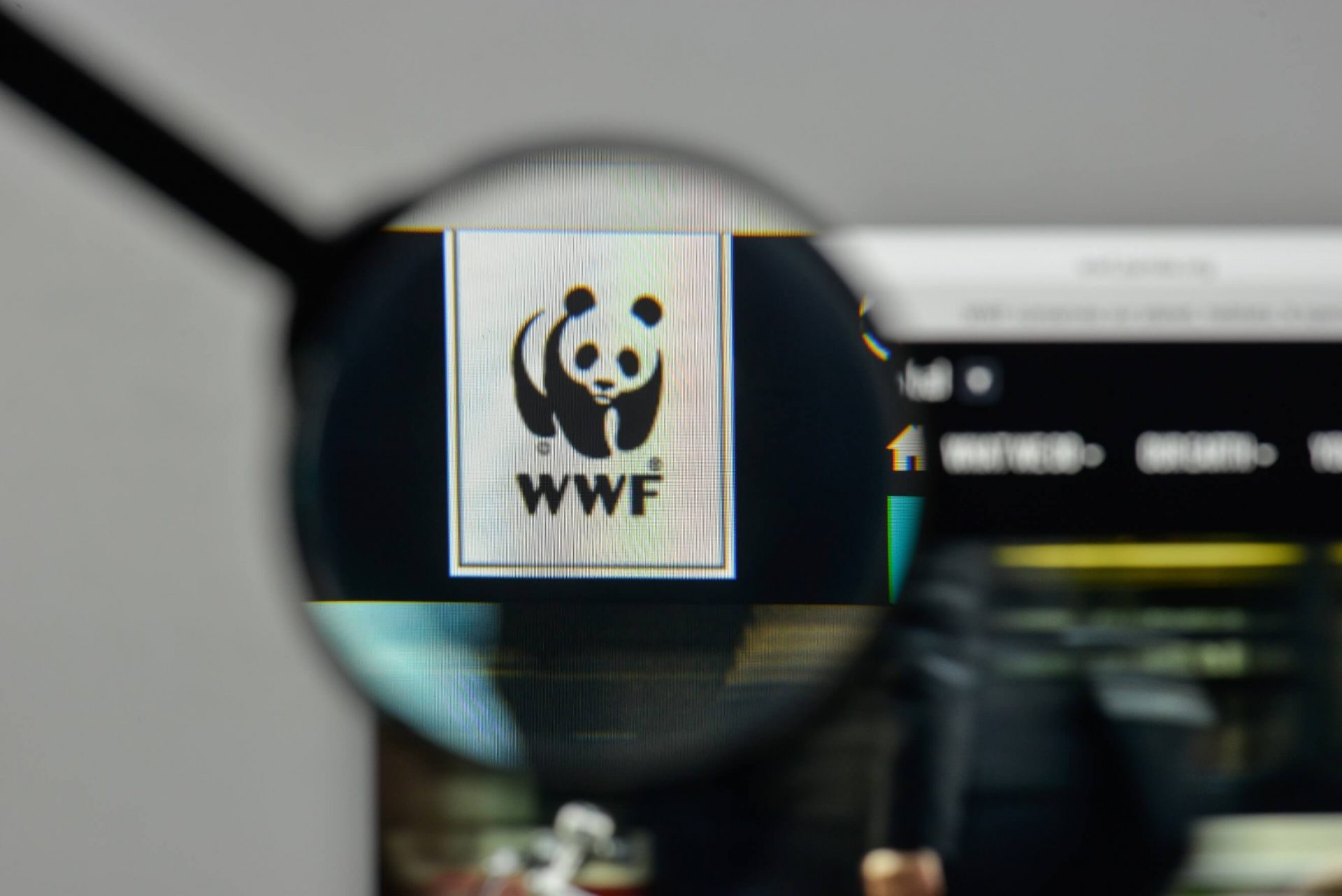 Woking Business Profiles: World Wide Fund for Nature - Curchod & Co